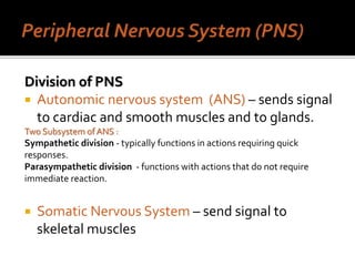 Nervous system | PPTX