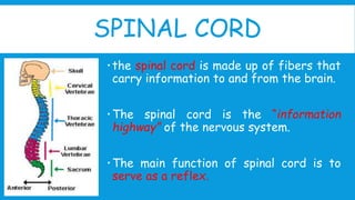 Nervous system | PPT