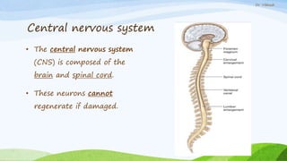 Nervous system | PPTX