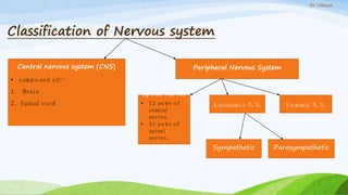 nervoussystem-171107165830 (1).pptx