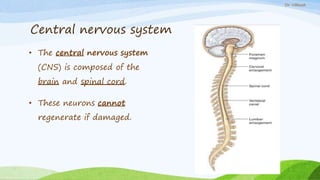 nervoussystem-171107165830 (1).pptx