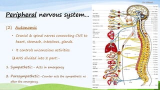 nervoussystem-171107165830 (1).pptx
