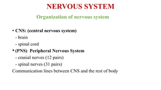 Nervous system | PPTX