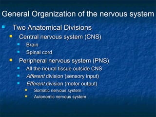 The Nervous system | PPT