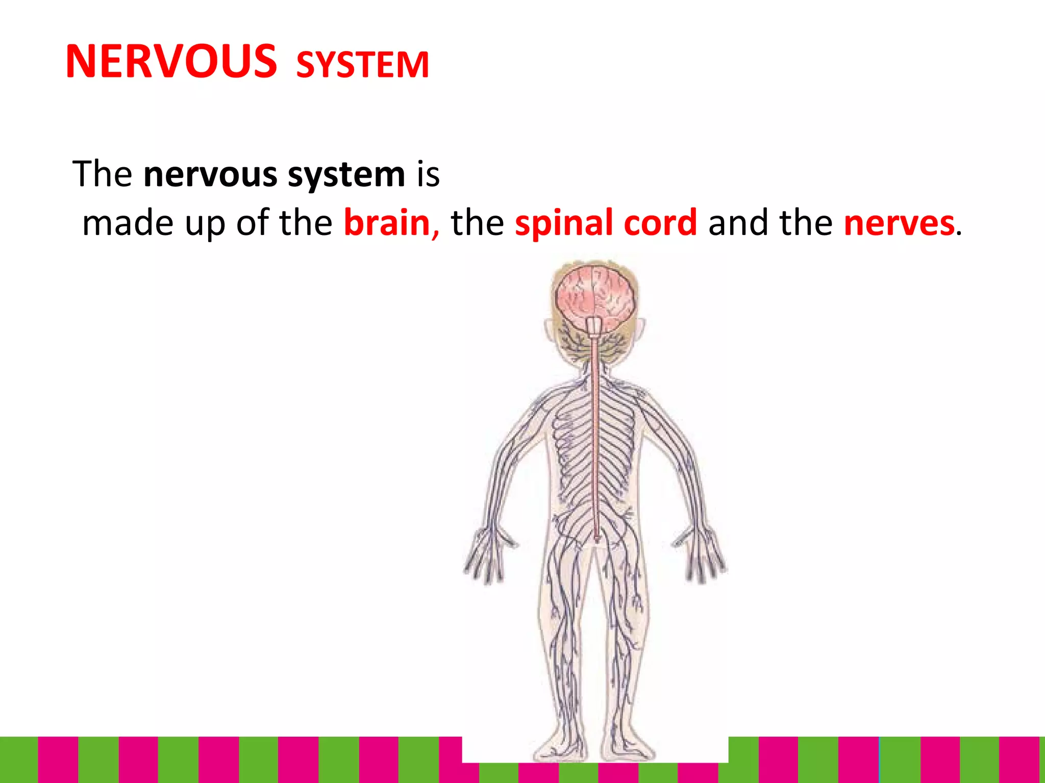 Nervous system | PPT