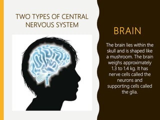 Nervous System | PPTX