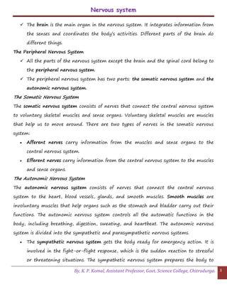 Nervous system | PDF