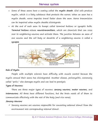Nervous system | PDF