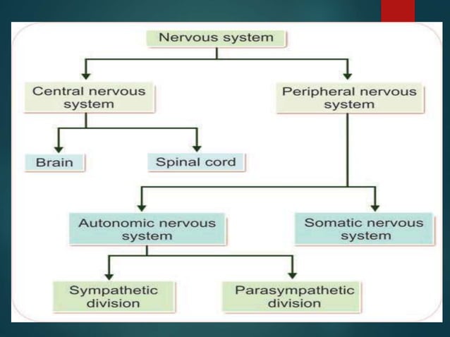 Nervous system central nervous system peripheral nervous system | PPT