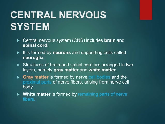 Nervous system central nervous system peripheral nervous system | PPT