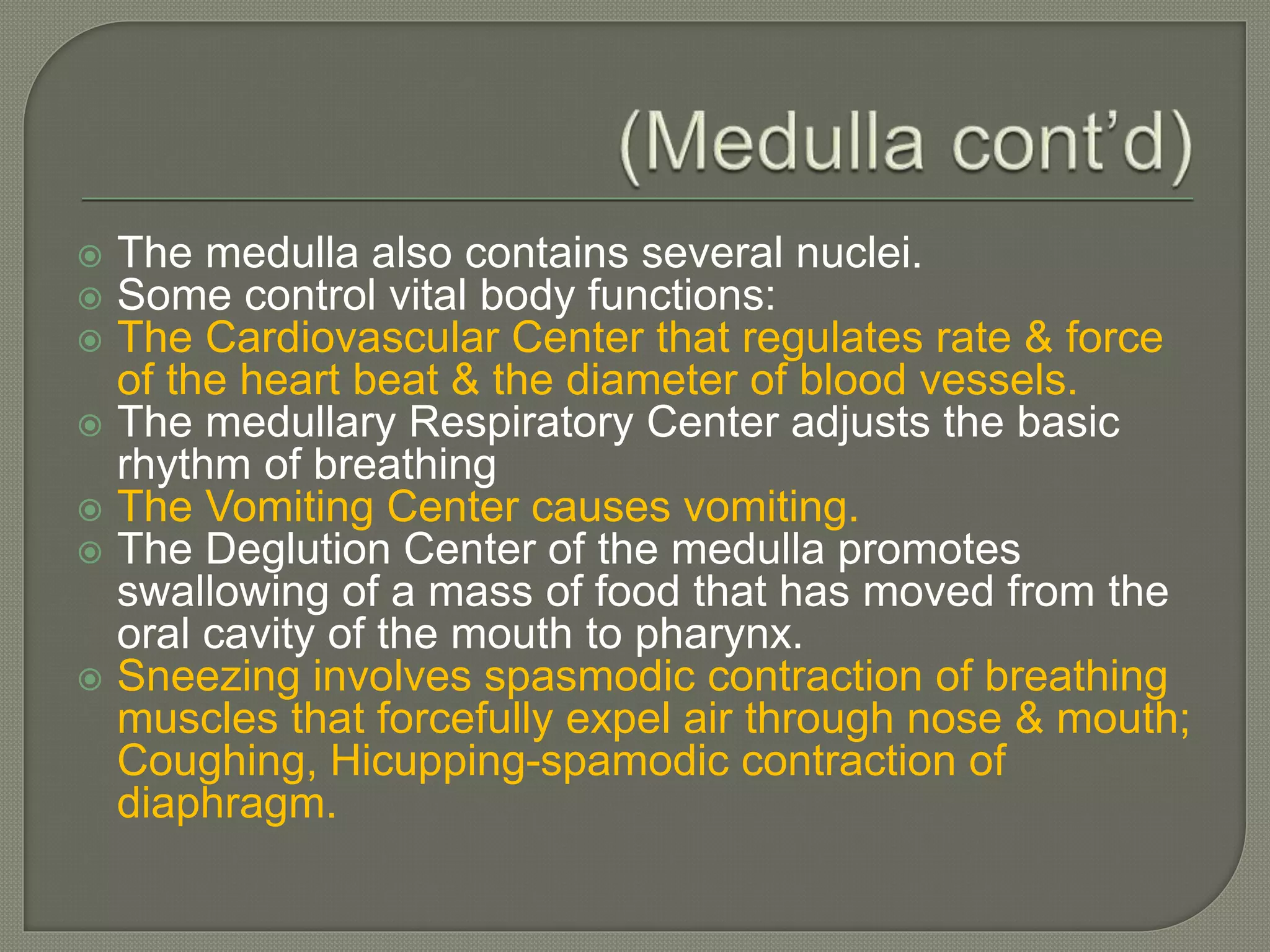 Human Nervous System | PPTX