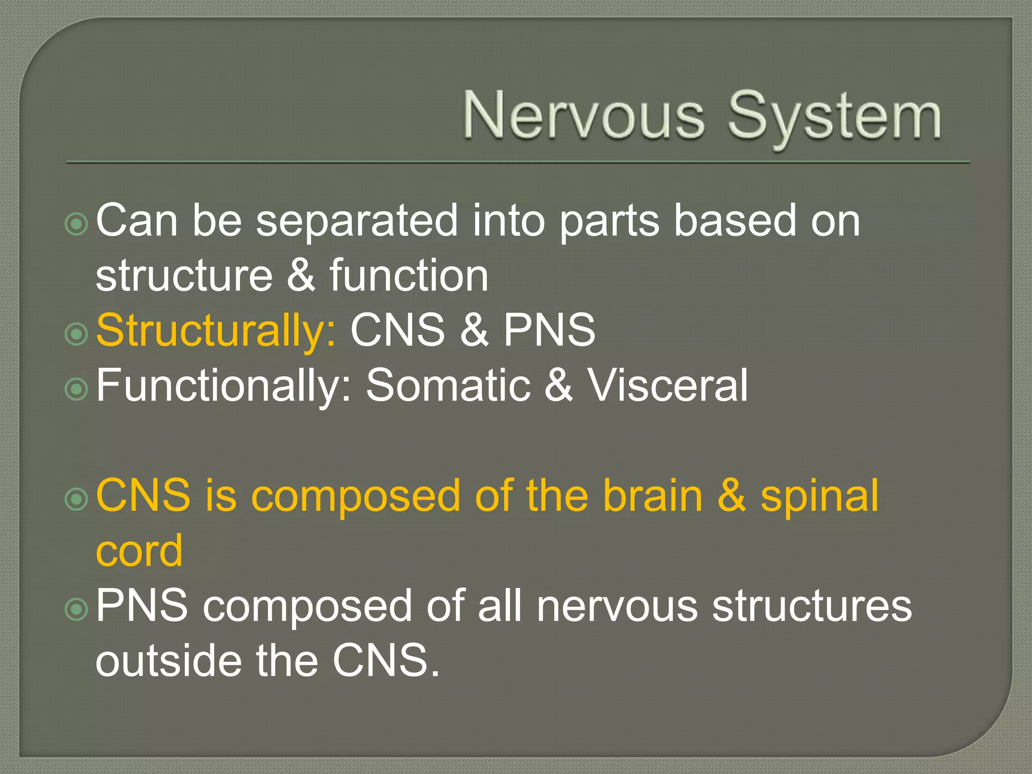 Human Nervous System | PPTX