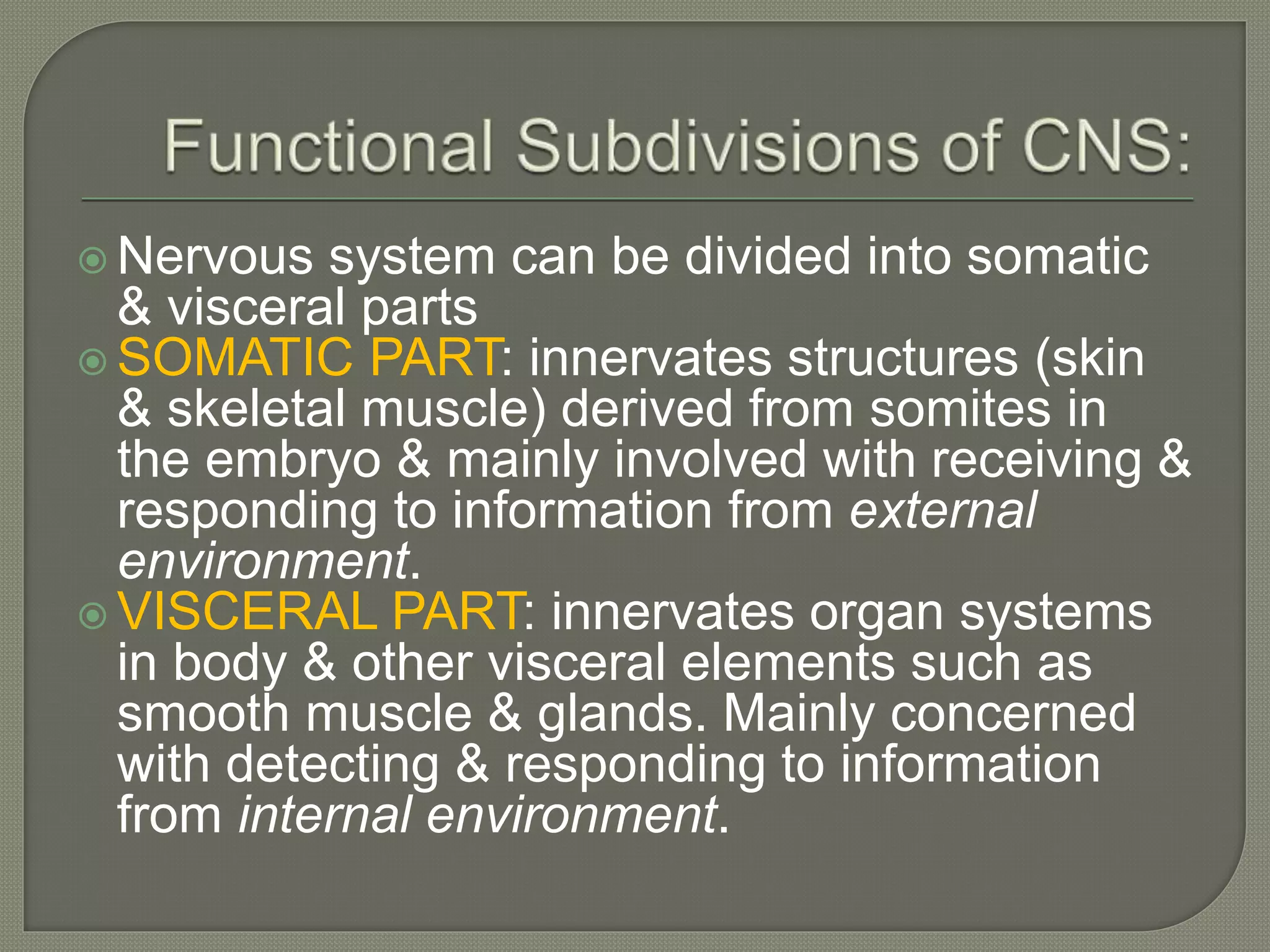 Human Nervous System | PPTX