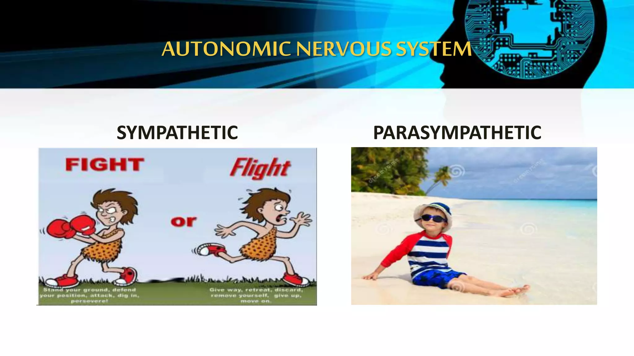 Nervous system- SYMPATHETIC and PARASYMPATHETIC | PPTX