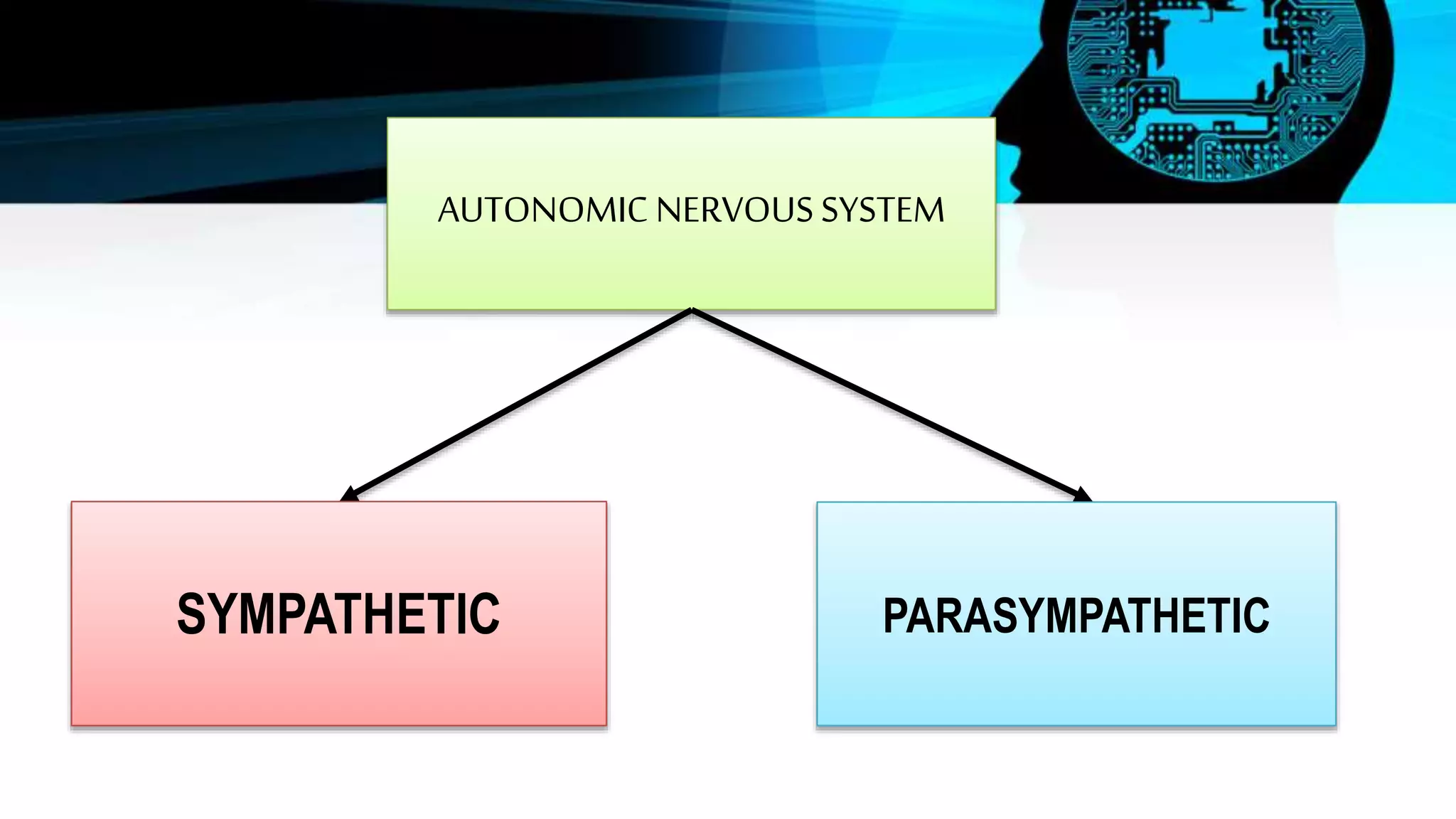 Nervous system- SYMPATHETIC and PARASYMPATHETIC | PPTX