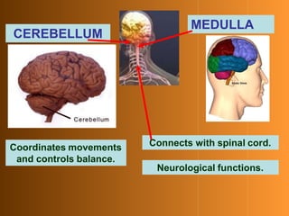 Nervous system | PPTX
