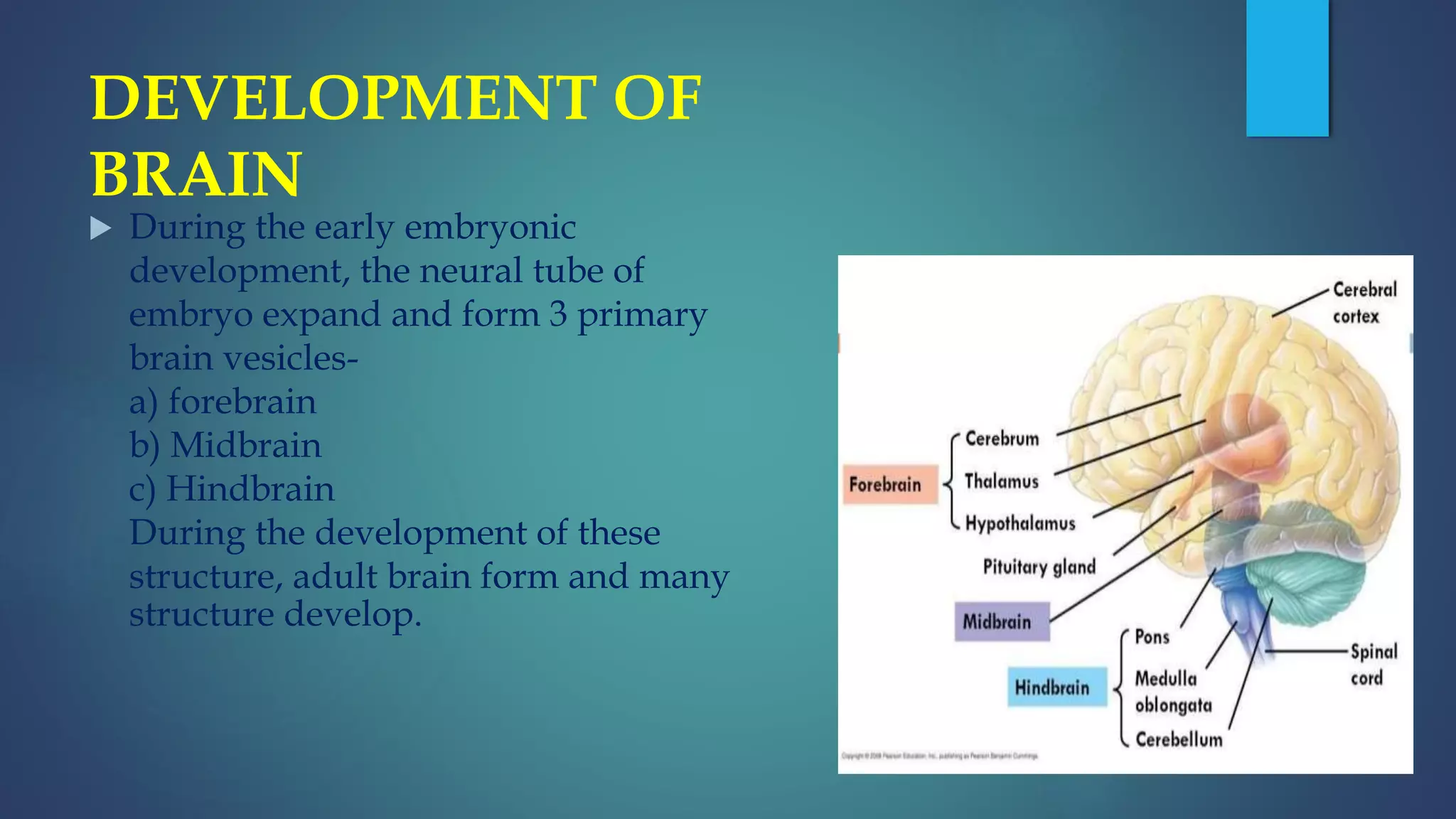 Nervous system | PPTX