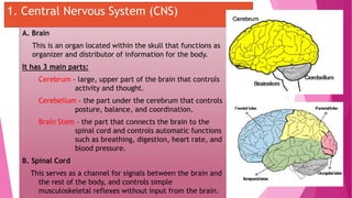 Nervous system | PPTX