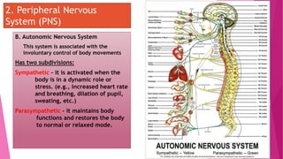 Nervous system | PPTX