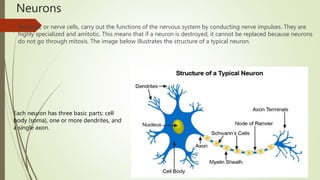Nervous system | PPTX