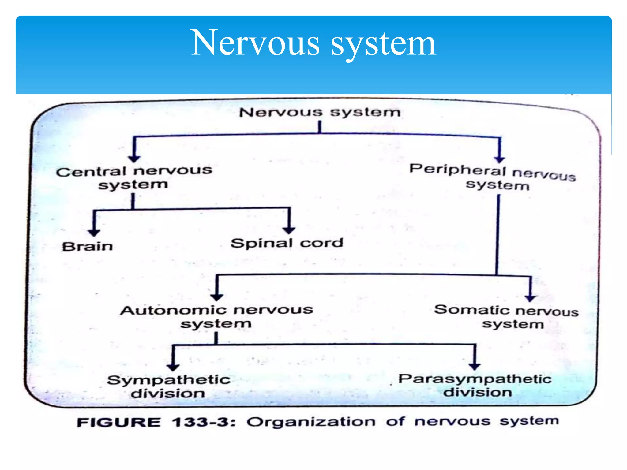 Central Nervous system of human body | PPTX