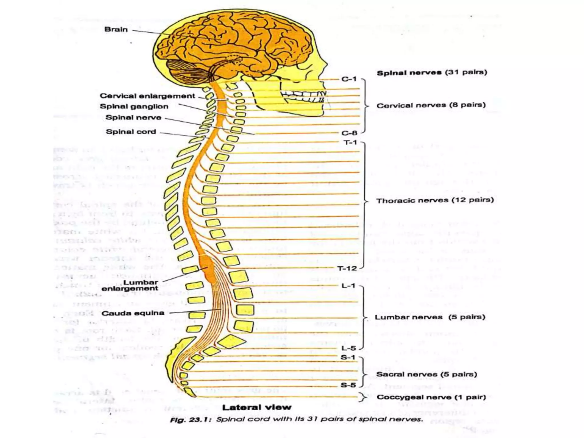 Central Nervous system of human body | PPTX