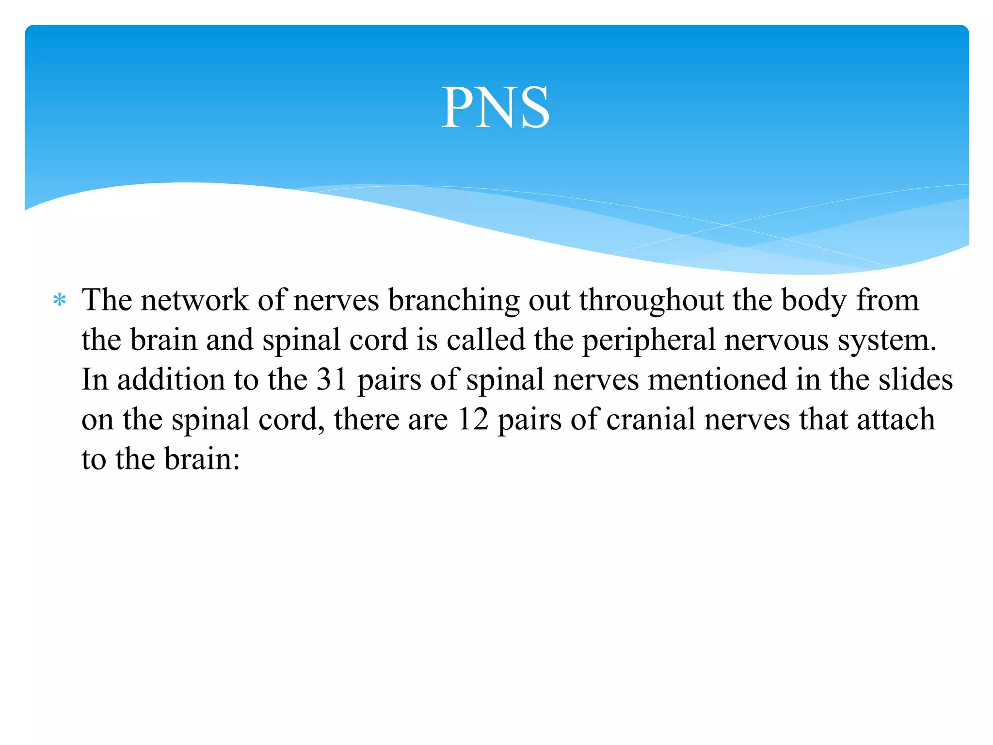 Central Nervous system of human body | PPTX