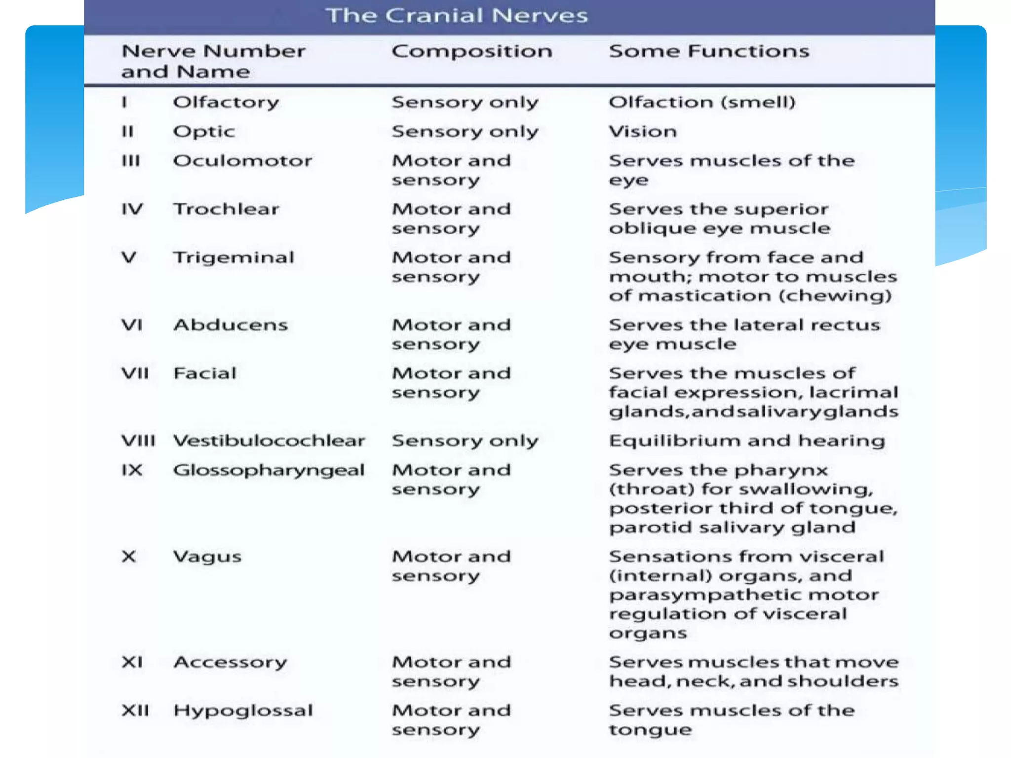 Central Nervous system of human body | PPTX
