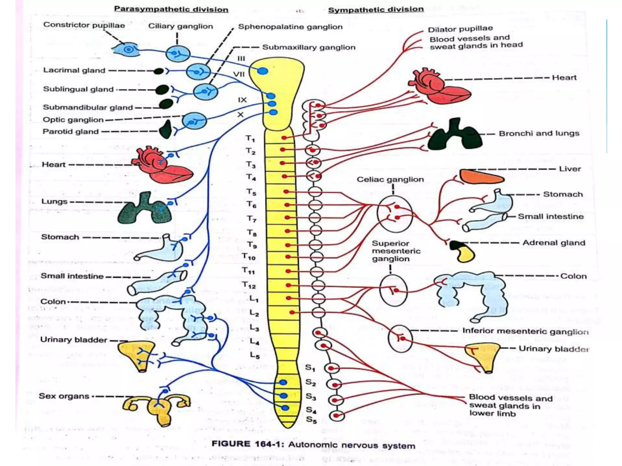 Central Nervous system of human body | PPTX