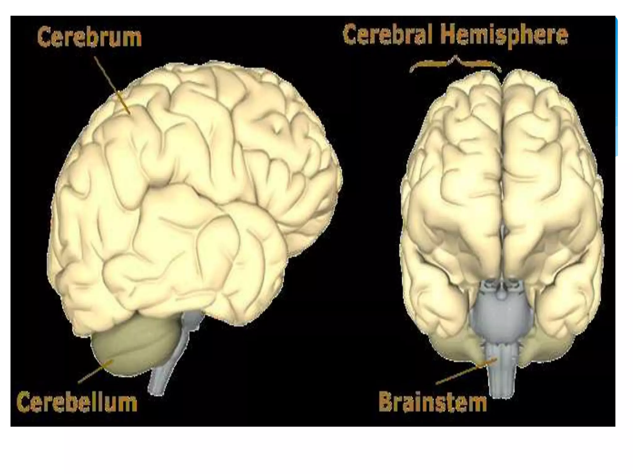 Central Nervous system of human body | PPTX