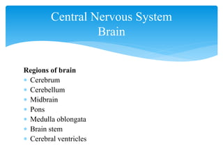 Central Nervous system of human body | PPTX