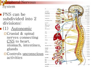 Nervous system | PPT