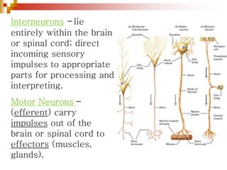 Nervous system | PPT | Brain and Nervous System Disorders | Diseases ...