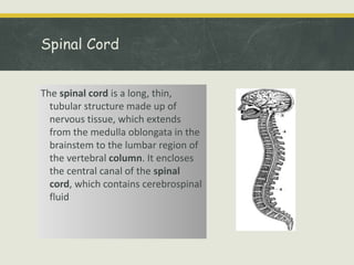 Nervous systemppt.x | PPTX