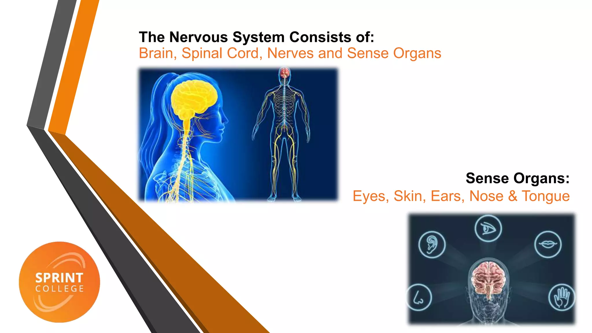 Nervous system | PPTX