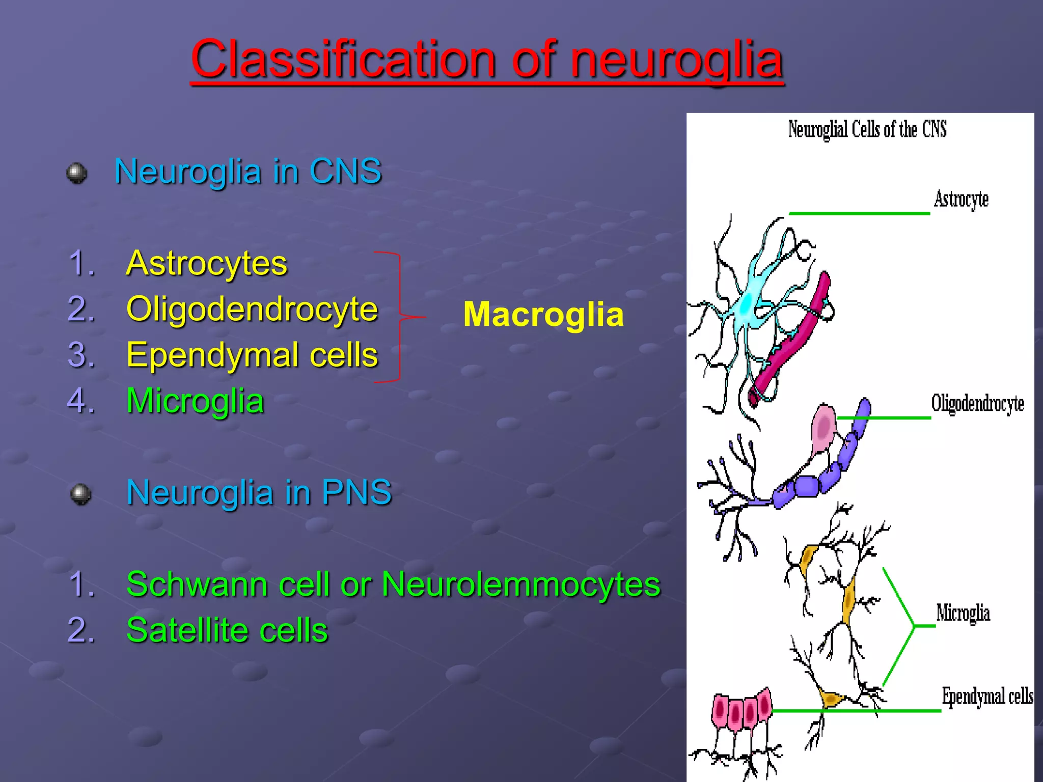 Nervous system anatomy and physiology | PPT