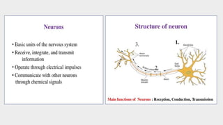 Nervous system | PPT