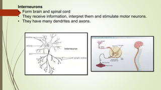 Nervous system PPT for grade 10 (basic concepts regarding human nervous ...