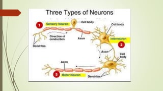 Nervous system PPT for grade 10 (basic concepts regarding human nervous ...