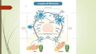 Nervous system PPT for grade 10 (basic concepts regarding human nervous ...