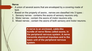 Nervous system PPT for grade 10 (basic concepts regarding human nervous system) | PPTX
