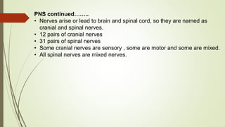 Nervous system PPT for grade 10 (basic concepts regarding human nervous ...