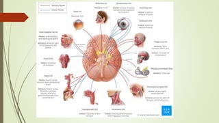 Nervous system PPT for grade 10 (basic concepts regarding human nervous ...
