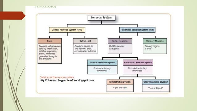 Nervous system PPT for grade 10 (basic concepts regarding human nervous ...