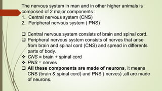 Nervous system PPT for grade 10 (basic concepts regarding human nervous ...