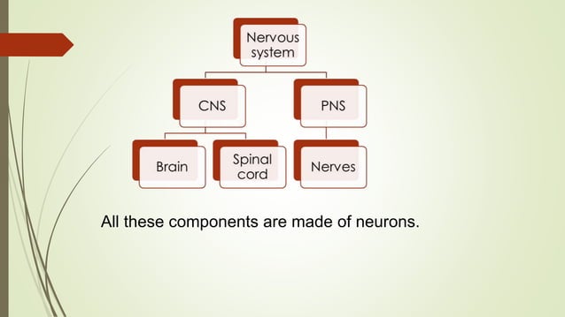 Nervous system PPT for grade 10 (basic concepts regarding human nervous ...