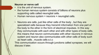 Nervous system PPT for grade 10 (basic concepts regarding human nervous ...