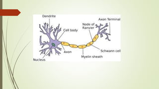Nervous system PPT for grade 10 (basic concepts regarding human nervous ...