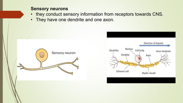 Nervous system PPT for grade 10 (basic concepts regarding human nervous ...
