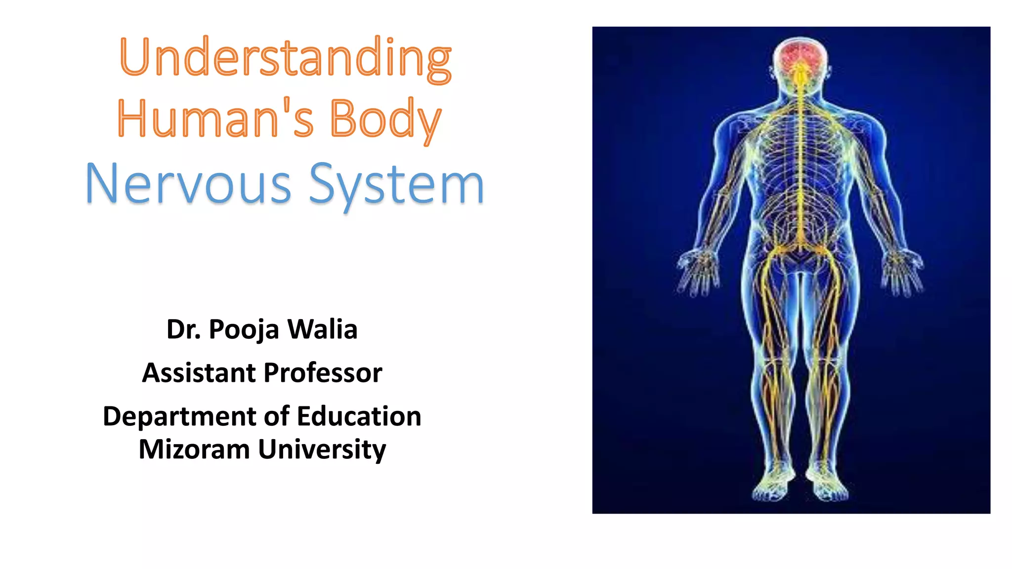 Nervous system | PPT